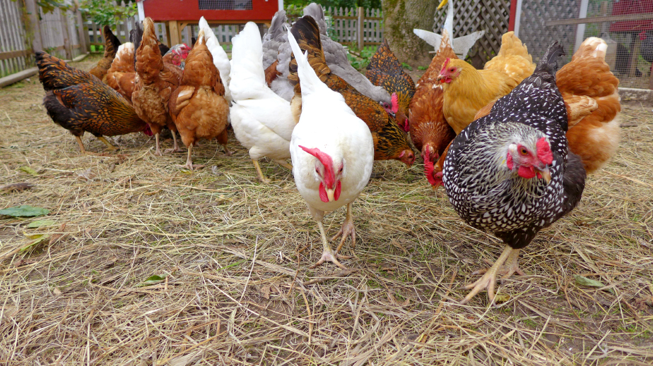 Chicken Breed Does Affect Taste and Texture - Backyard Poultry